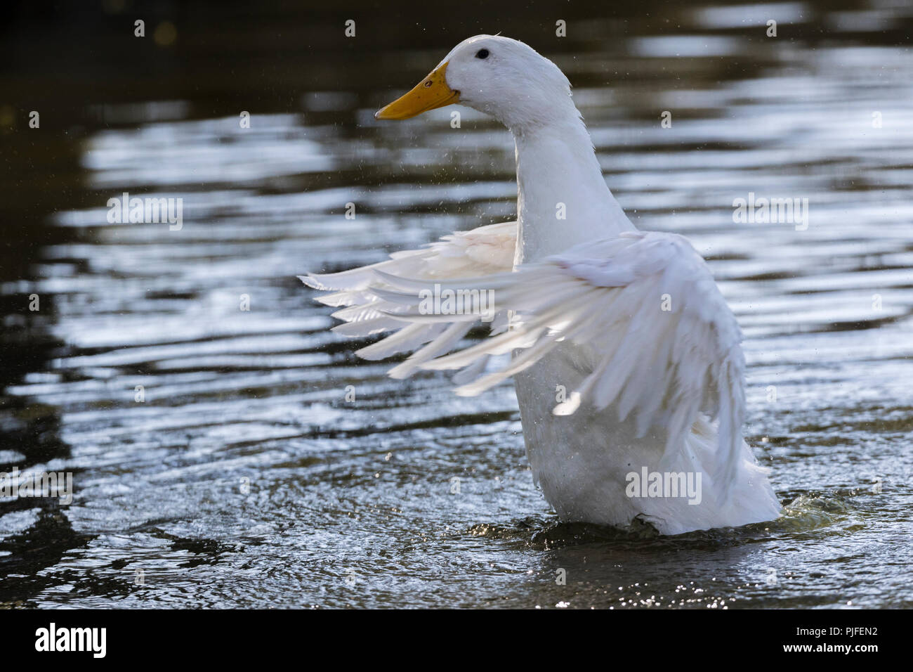 Flaping Wings High Resolution Stock Photography and Images - Alamy