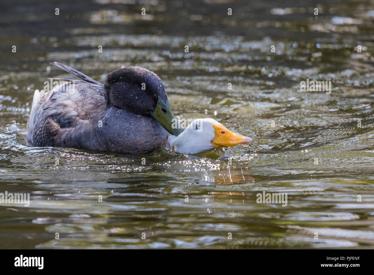 Speckled Duck High Resolution Stock Photography and Images - Alamy