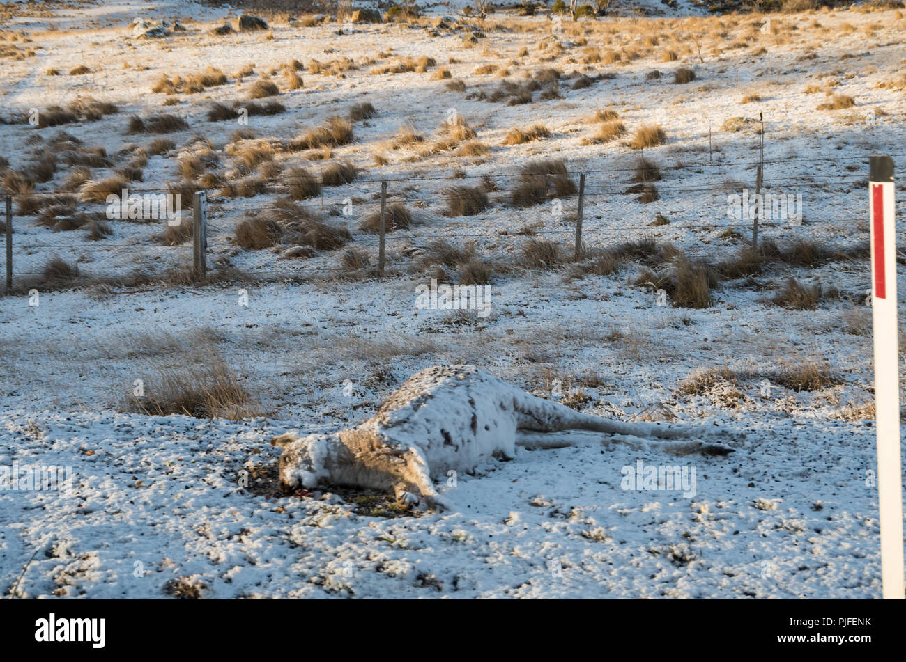 Kangaroo road kill covered in snow on the Alpine way, Australia after ...