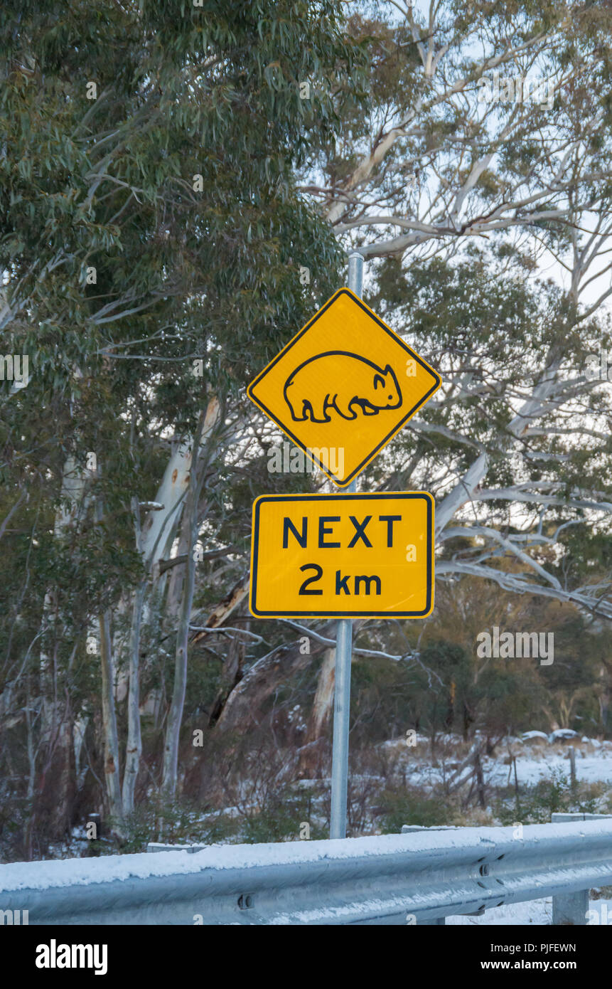 Wombat crossing caution sign in the snow after a recent snowfall on the ...