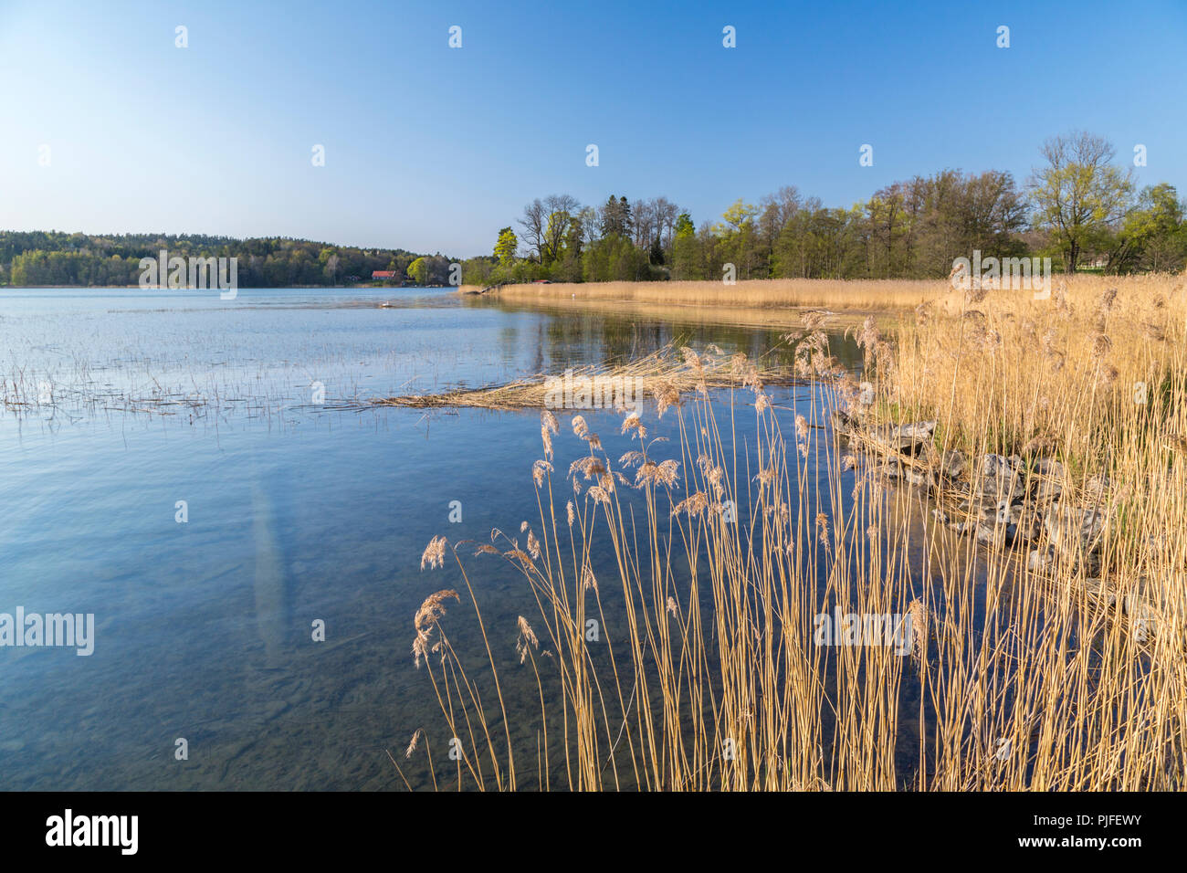 View over lake with reed and oak trees in spring season Södermanland ...