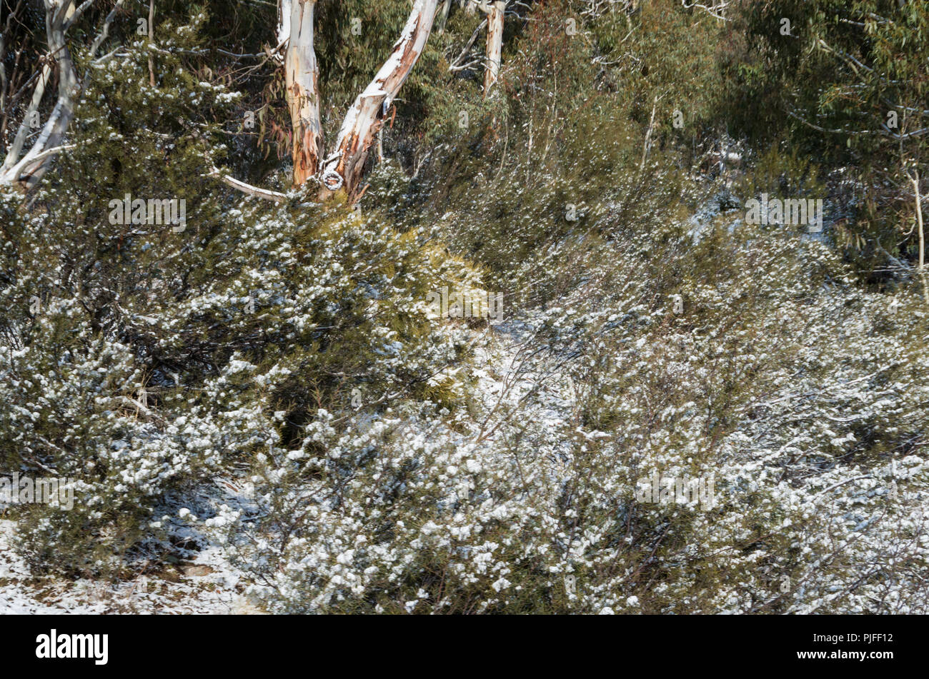 Australian bushland covered in snow after a snowfall in the snowy ...