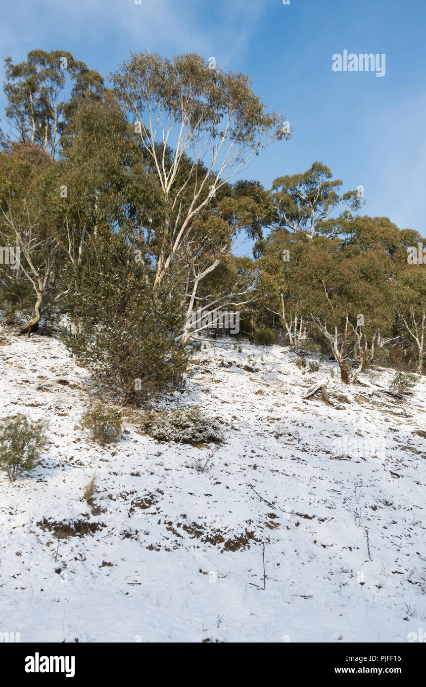 Australian bushland covered in snow after a snowfall in the snowy ...