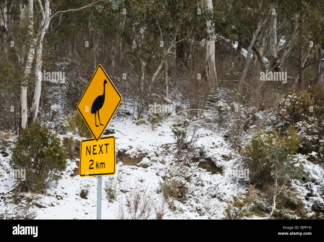 Frost emu hi-res stock photography and images - Alamy