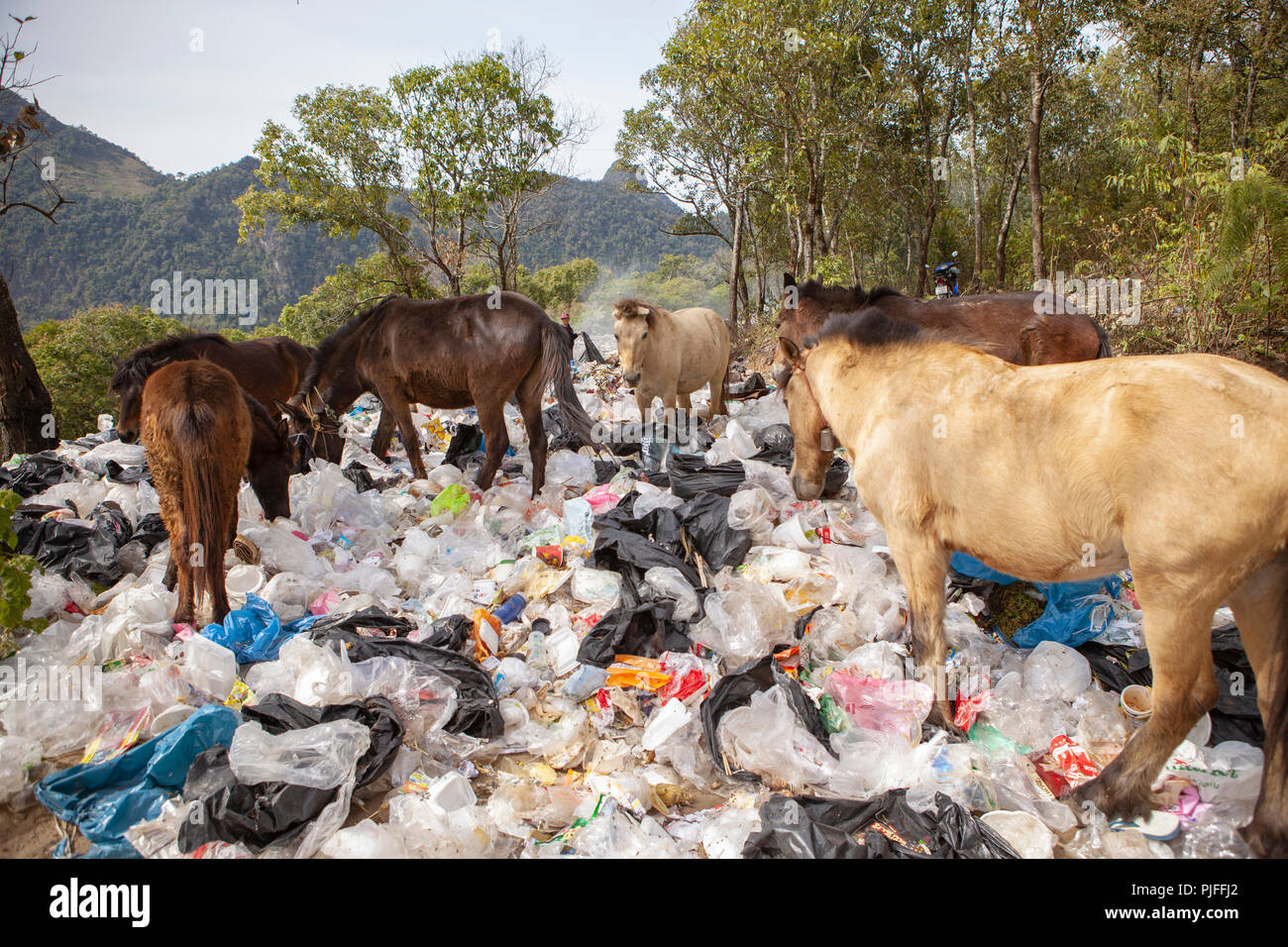 Big trash animals hi-res stock photography and images - Alamy