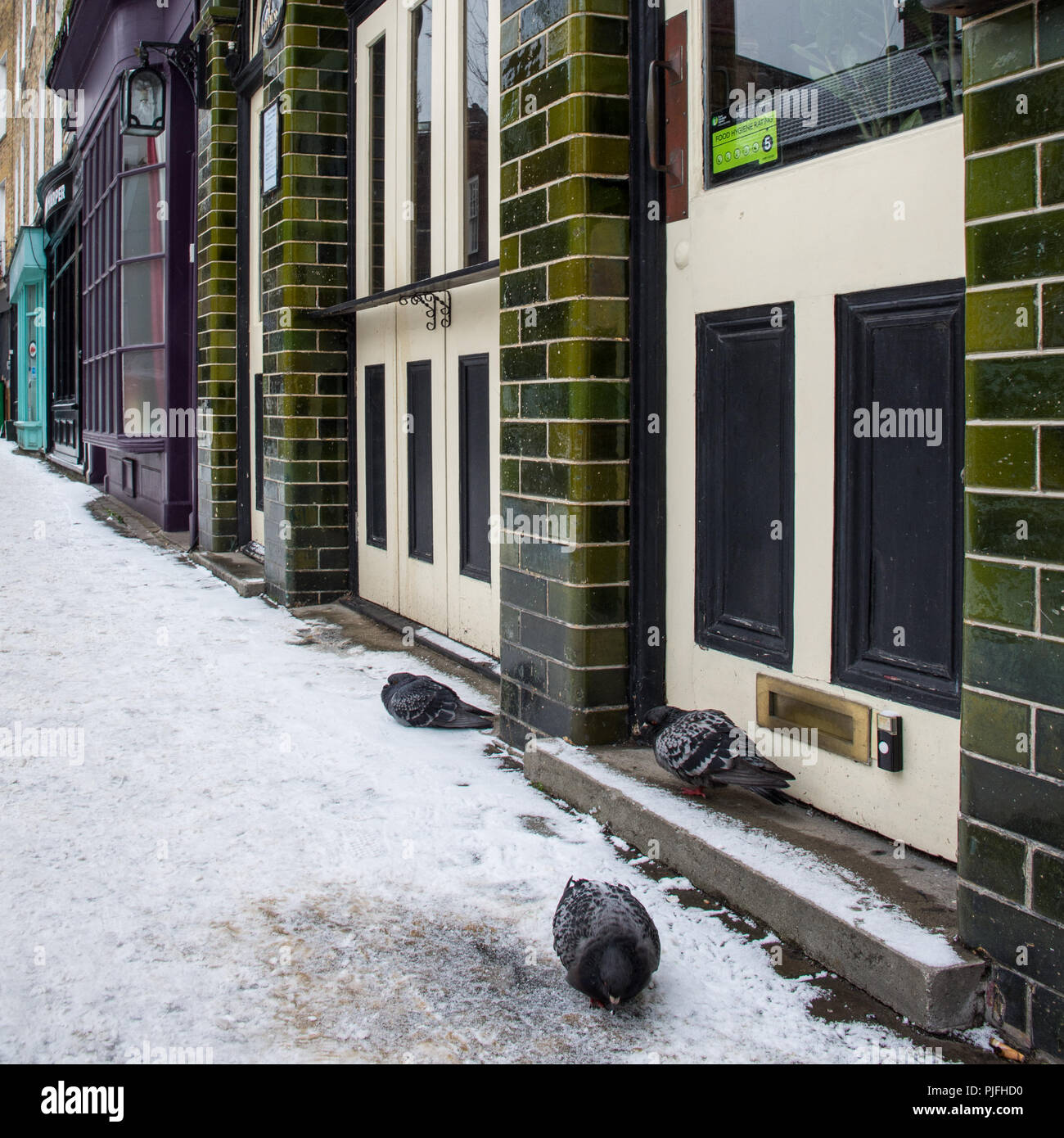 Pavement pigeons hi-res stock photography and images - Alamy