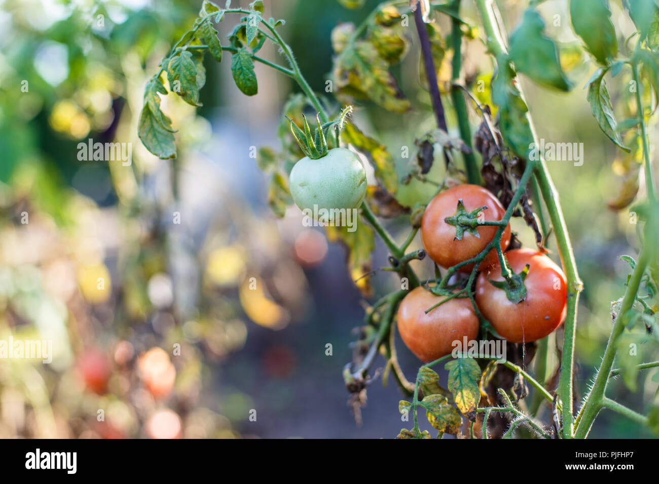 Dried tomatoes. Bad harvest Stock Photo - Alamy