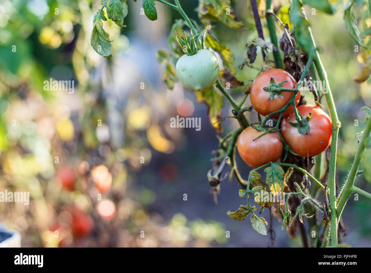 Dried tomatoes. Bad harvest Stock Photo - Alamy