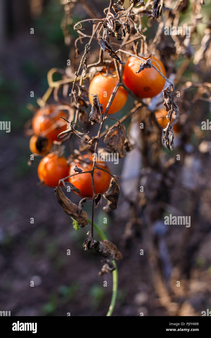 Dried tomatoes. Bad harvest Stock Photo - Alamy
