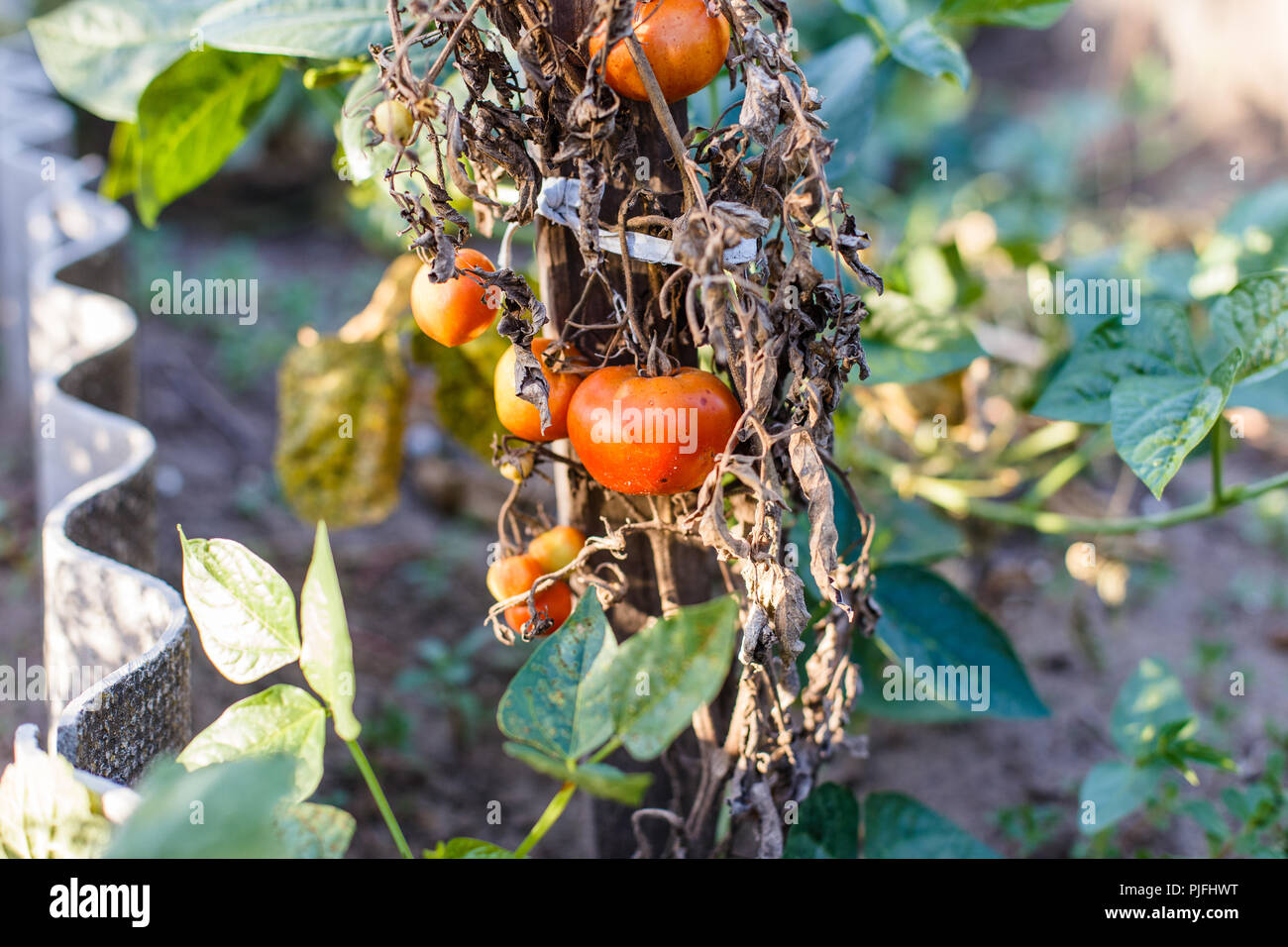 Dried tomatoes. Bad harvest Stock Photo - Alamy