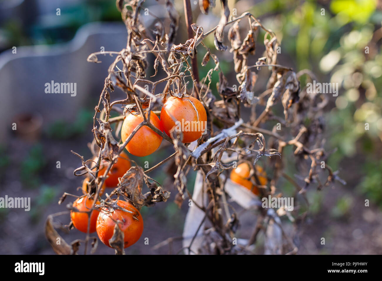 Dried tomatoes. Bad harvest Stock Photo - Alamy