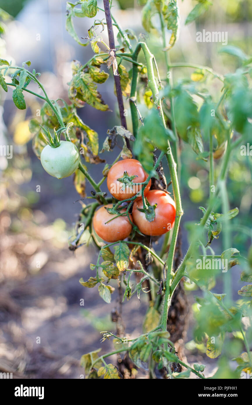 Dried tomatoes. Bad harvest Stock Photo - Alamy