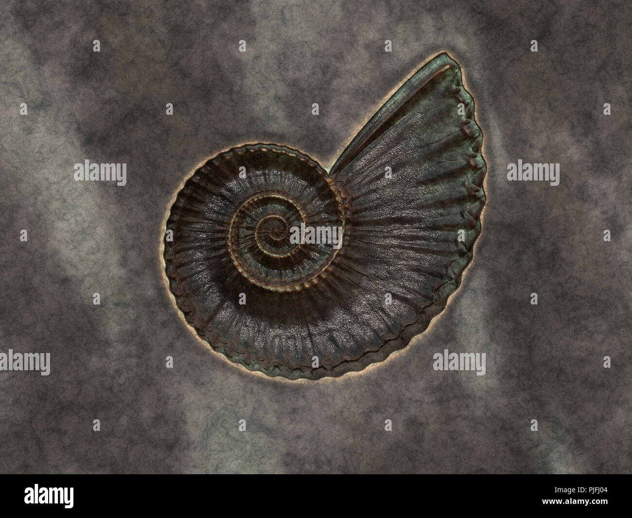 Nice shell hi-res stock photography and images - Alamy