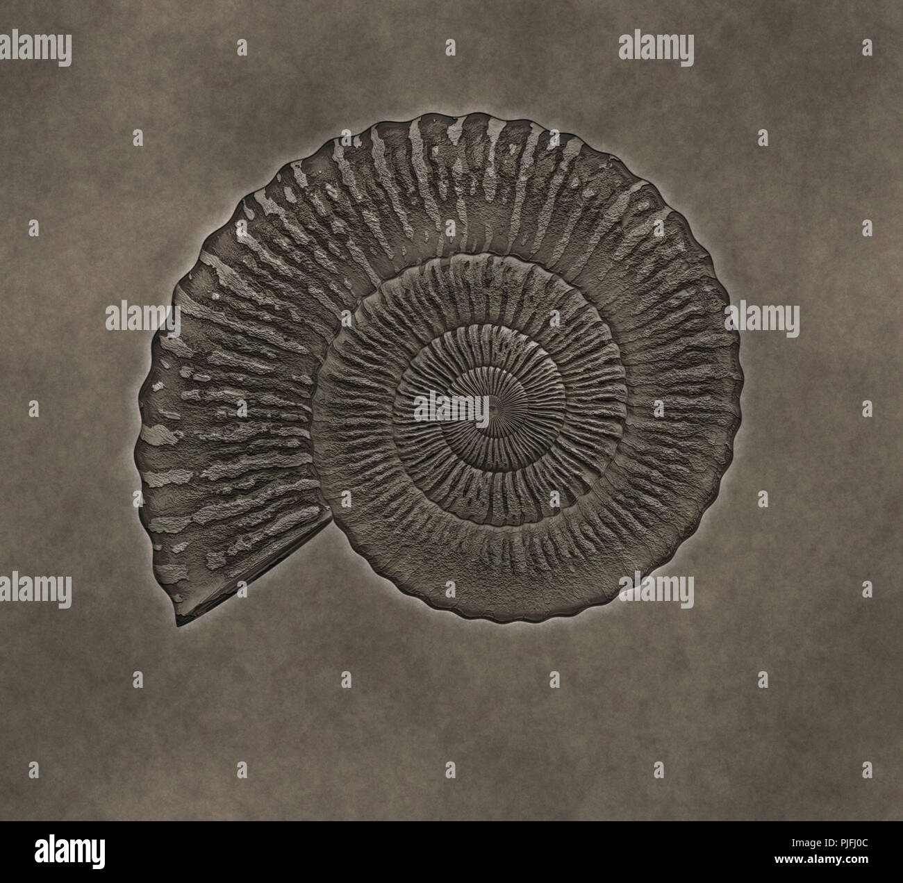 Nice shell hi-res stock photography and images - Alamy