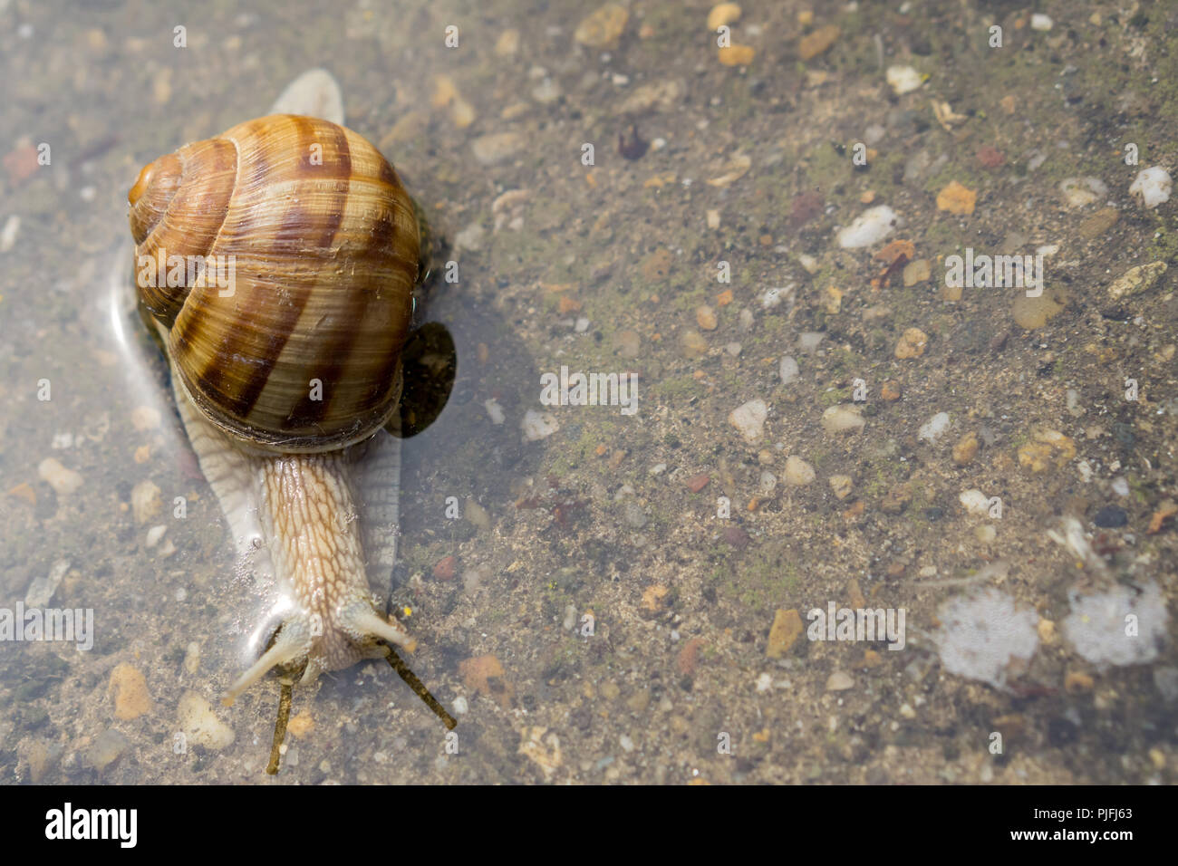 Snail crawling through water on concrete after rain. Close up of snail ...