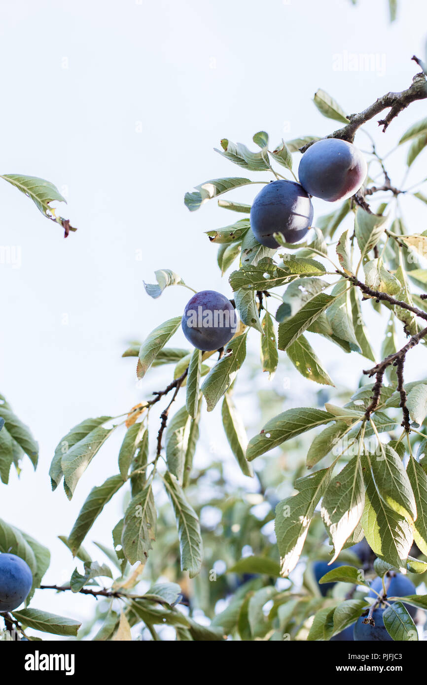 Ripe plums on tree branch. View of fresh organic fruits with green ...