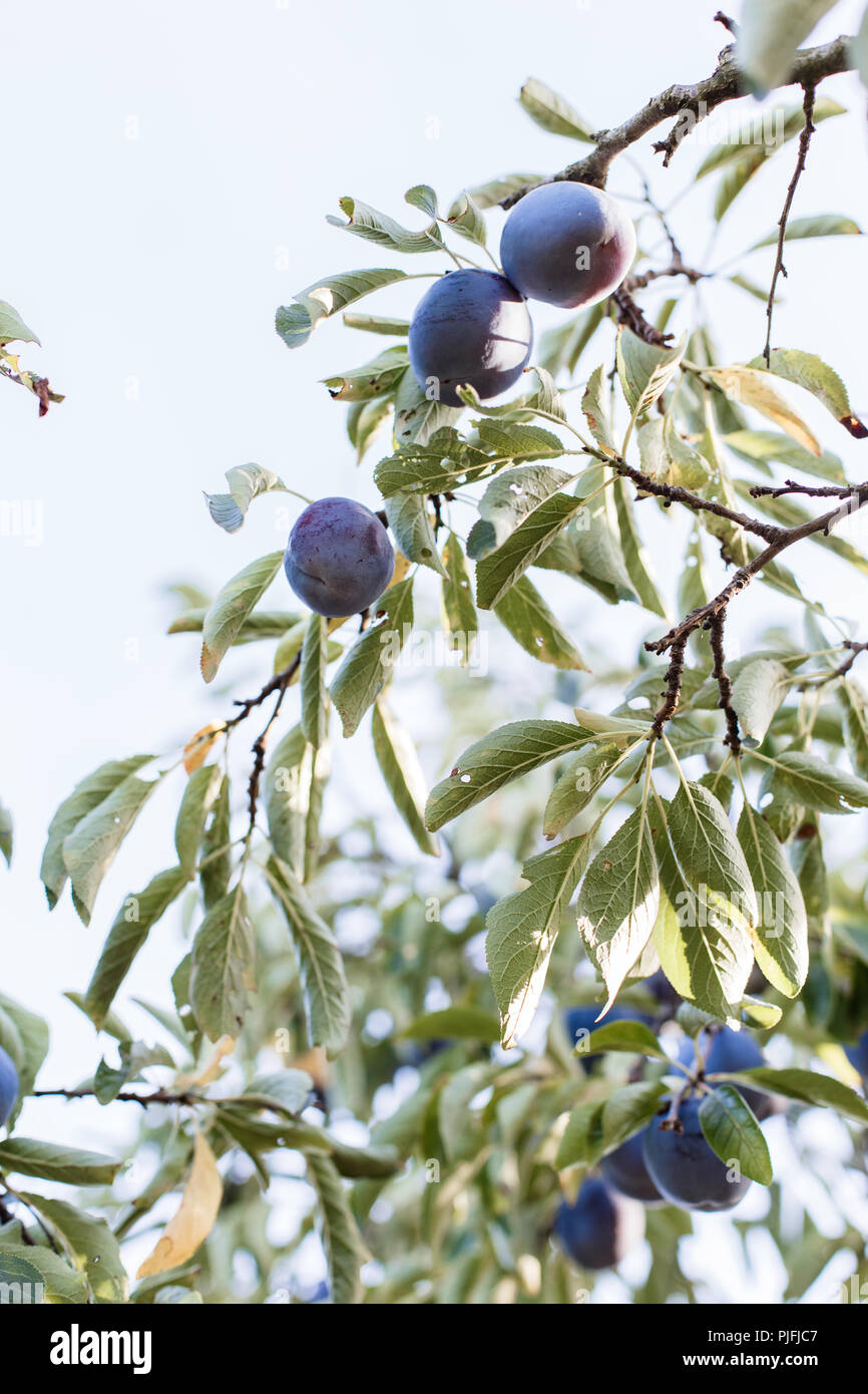 Ripe plums on tree branch. View of fresh organic fruits with green ...