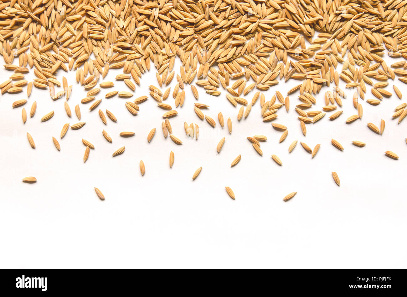 Top view of paddy rice and rice seed on the white background ...