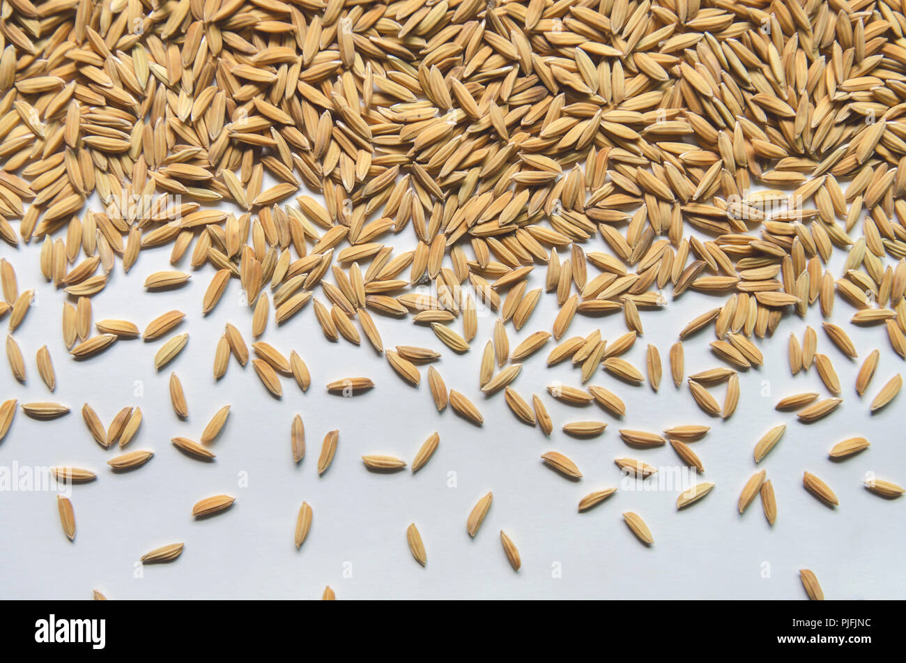 Top view of paddy rice and rice seed on the white background ...