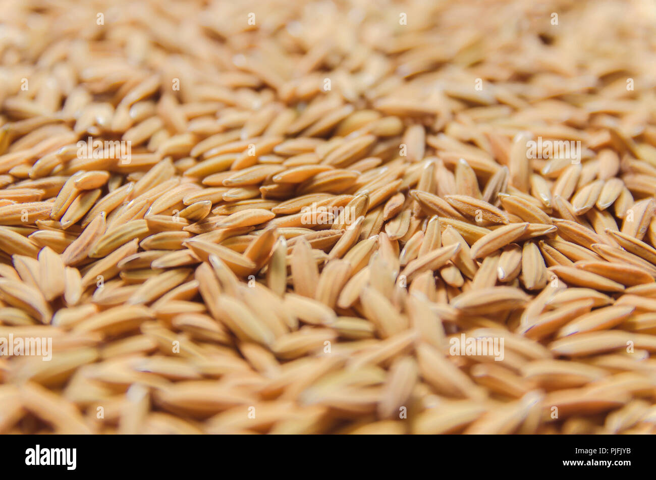 Top view of paddy rice and rice seed on the floor, Background and ...