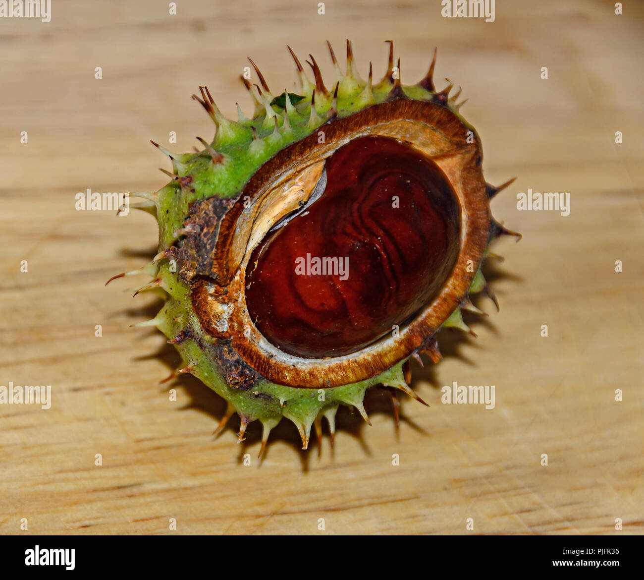 Brown chestnut close up with spike green cover, wooden background Stock ...