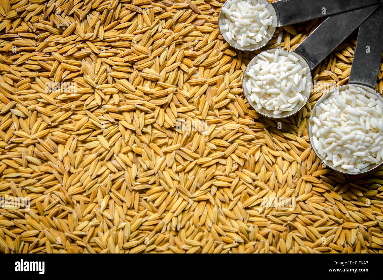 Top view of paddy rice and rice seed on the white background ...
