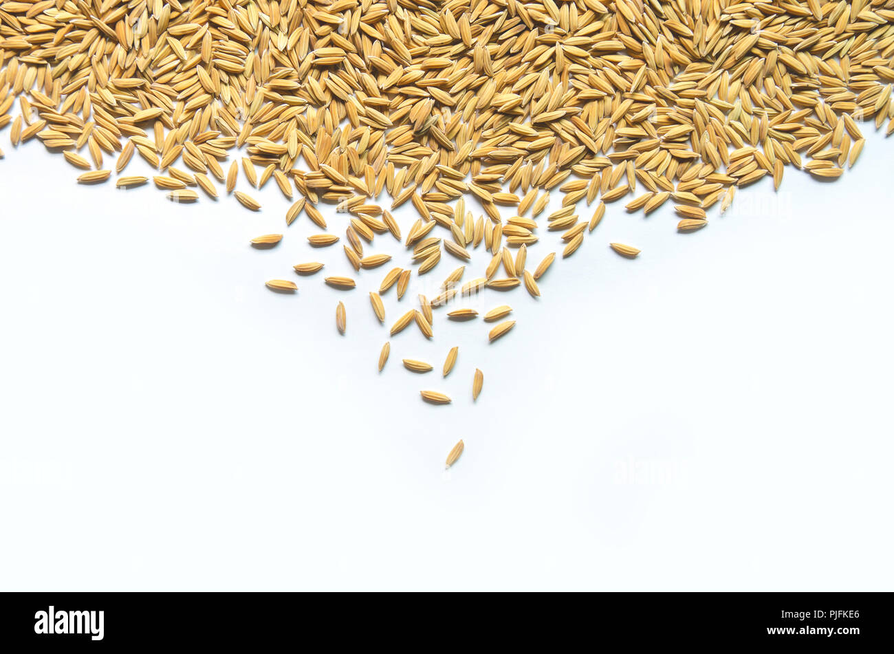 Paddy rice seed hi-res stock photography and images - Alamy