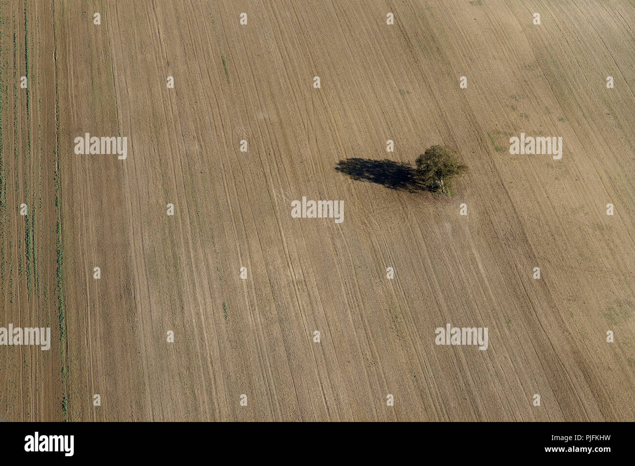 Aerial view of a tree (walnut) in the middle of a field in autumn Stock ...