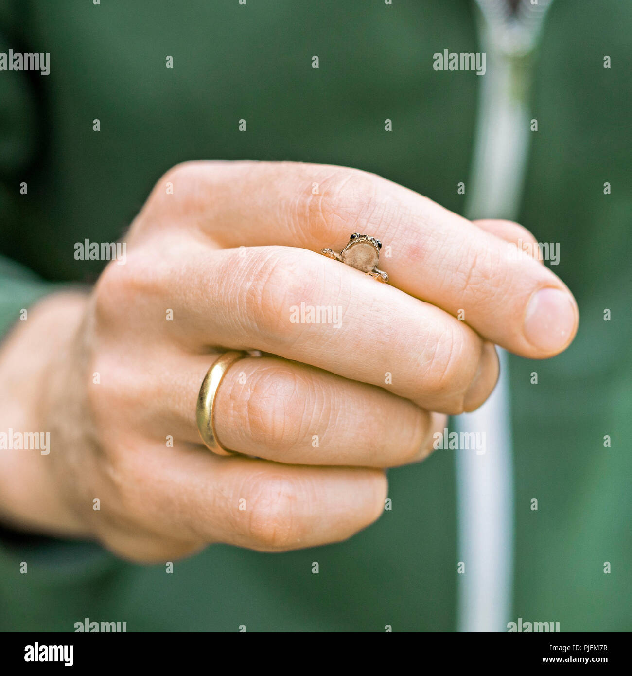 Young Man Holding Frog High Resolution Stock Photography and Images - Alamy