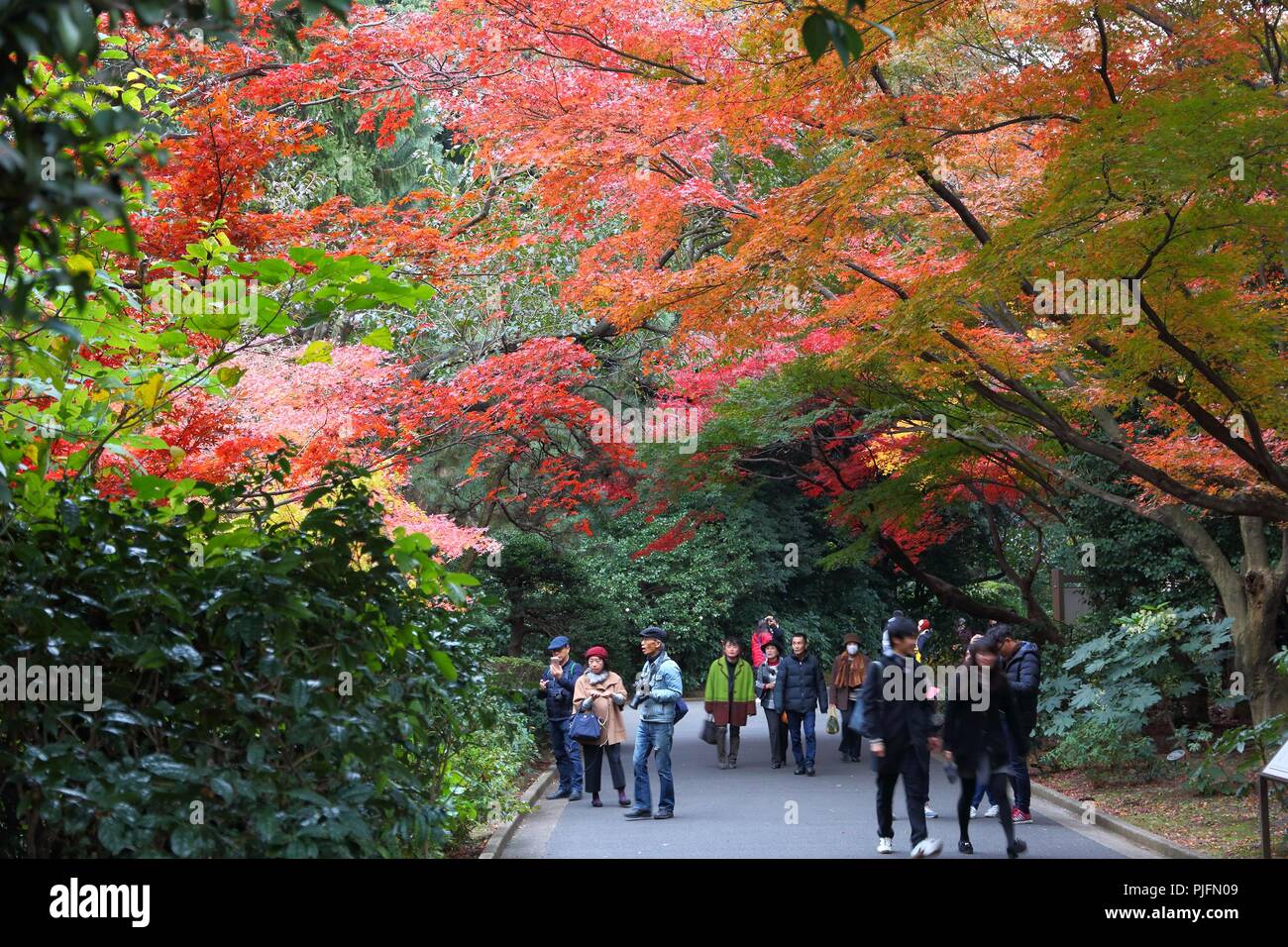 Shinjuku gyoen park hi-res stock photography and images - Alamy