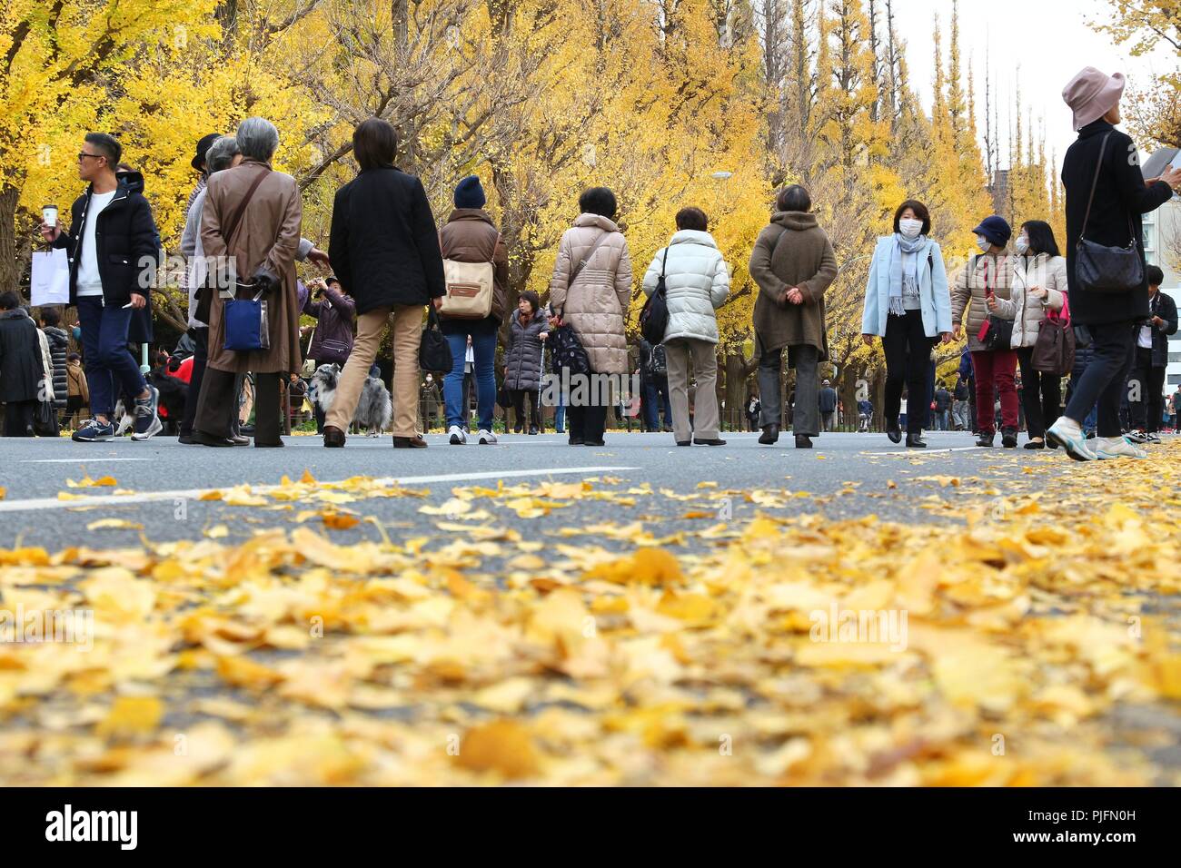 Famous leaves hi-res stock photography and images - Alamy