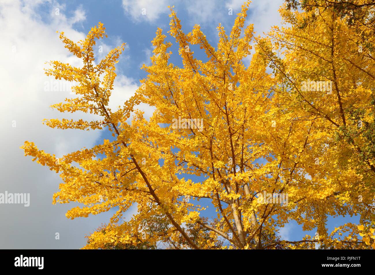 Autumn leaves in Japan - ginkgo tree yellow branch in Osaka Stock Photo ...