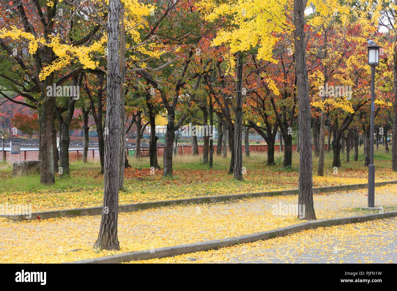 Ginkgo trees autumn leaves in Osaka Castle Park, Japan Stock Photo - Alamy
