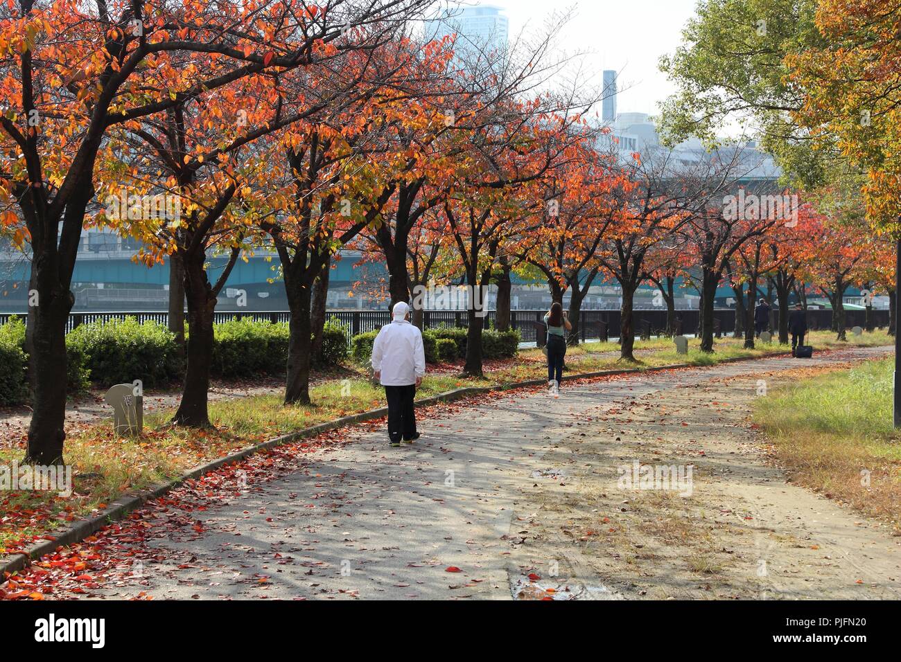 Osaka autumn park - O River sakura trees with red foliage Stock Photo ...