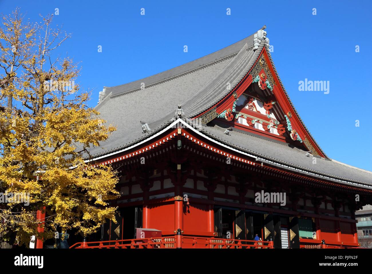 Big ginkgo hi-res stock photography and images - Alamy