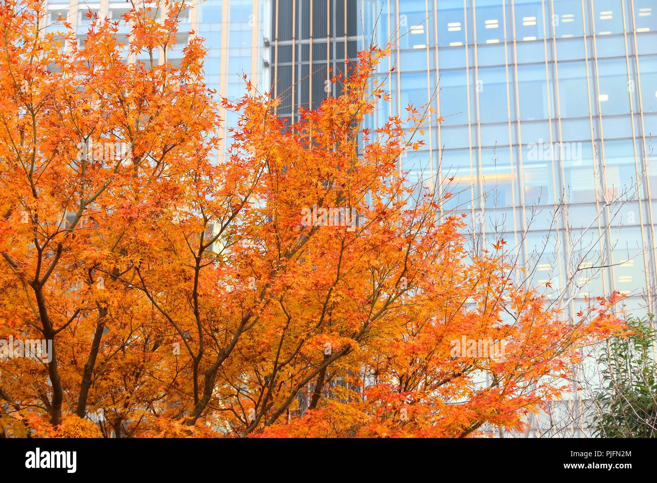 Autumn in Tokyo - maple tree orange leaves and office buildings of ...