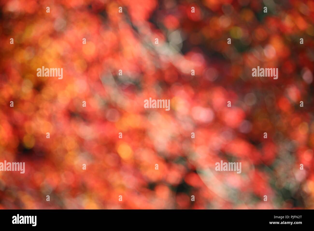 Autumn background - defocused colorful November leaves blur in Japan ...