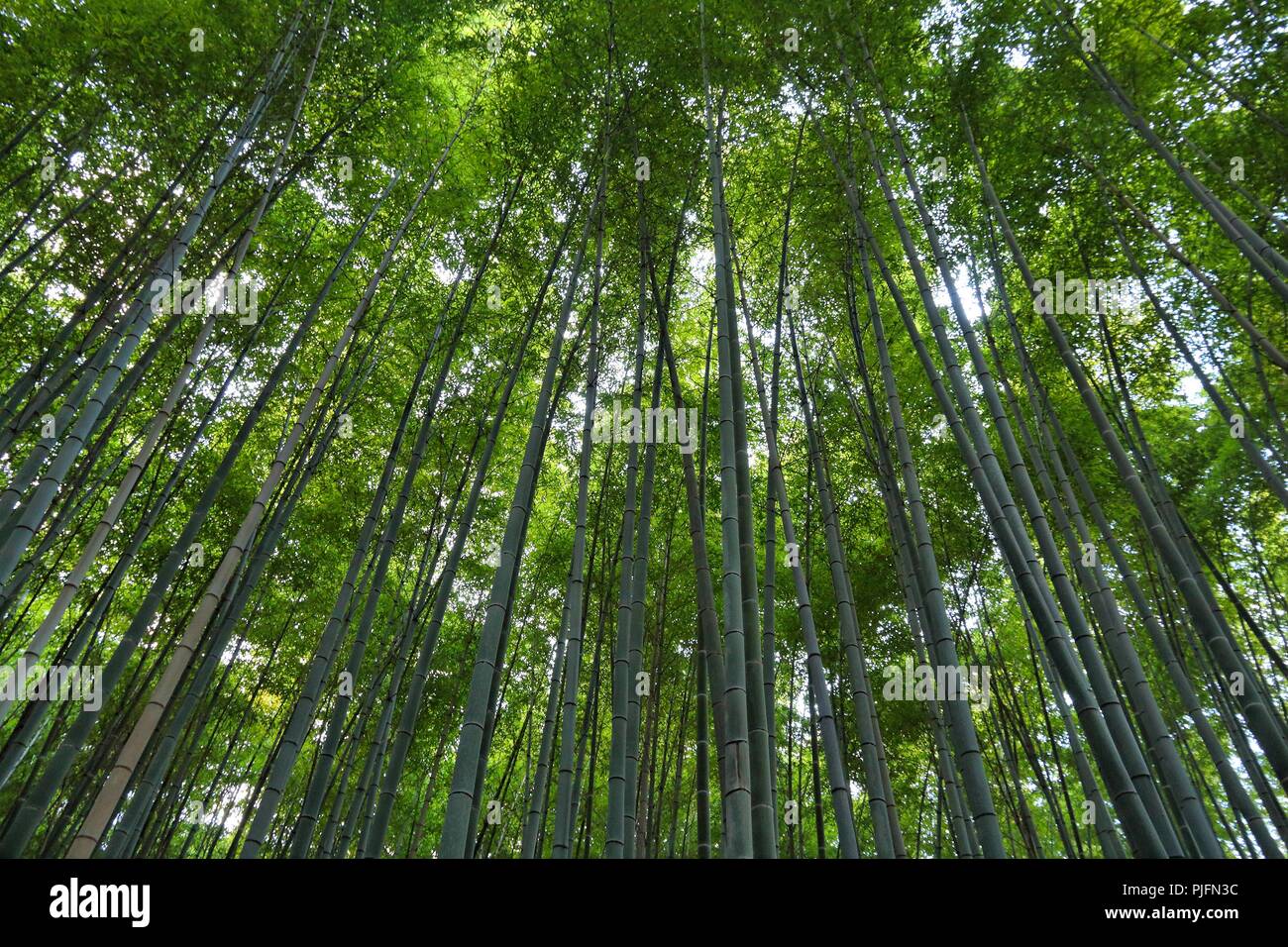 Grove background hi-res stock photography and images - Alamy