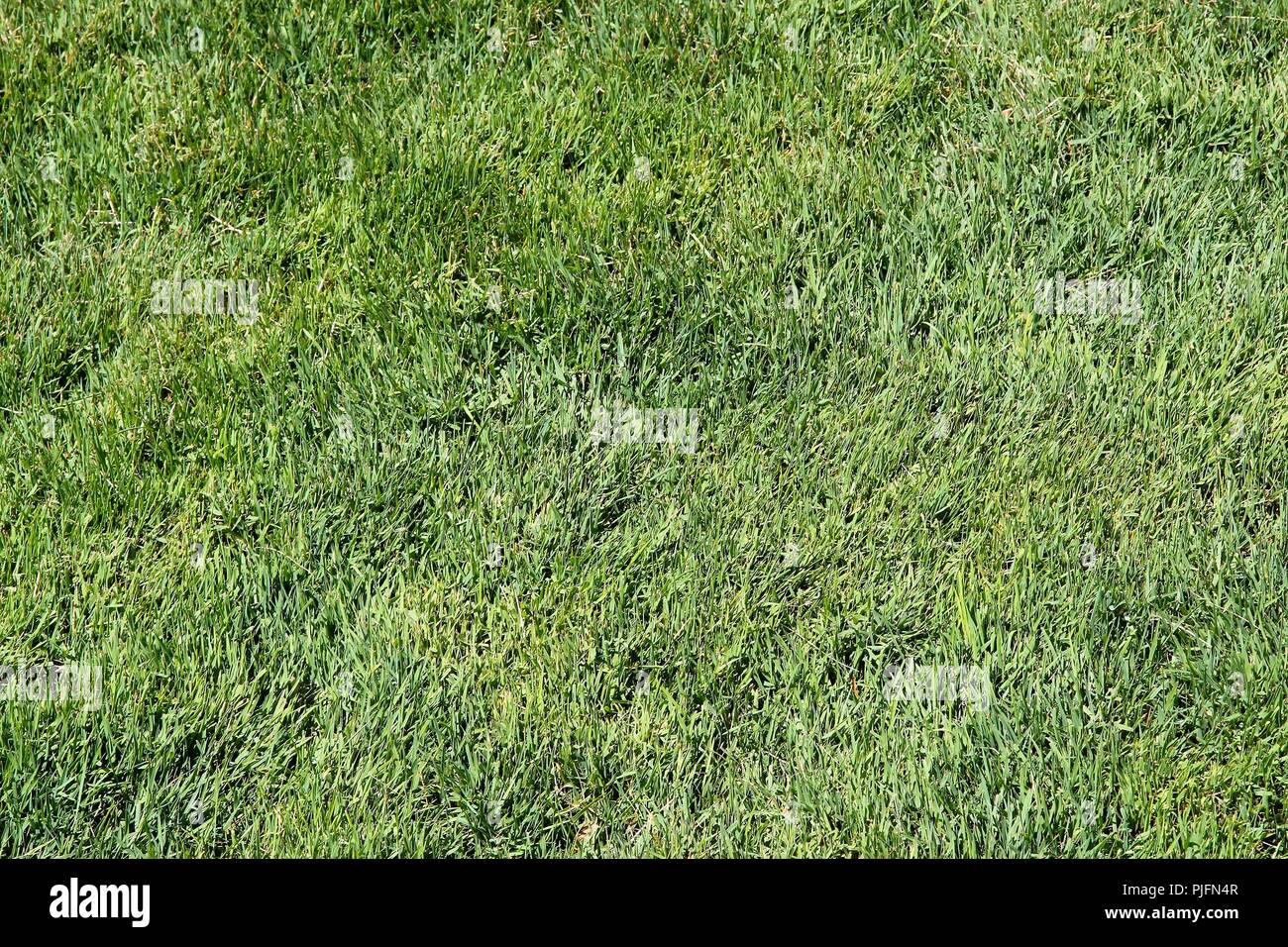 Mowed grass background - green natural backdrop pattern Stock Photo - Alamy