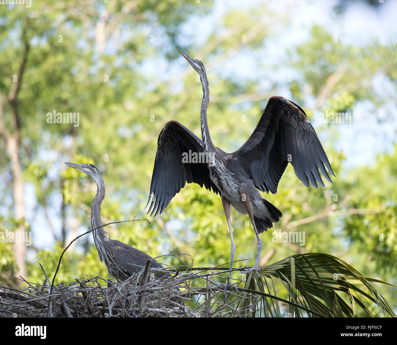 Bleu Heron birds in courtship with wings spread and enjoying its ...