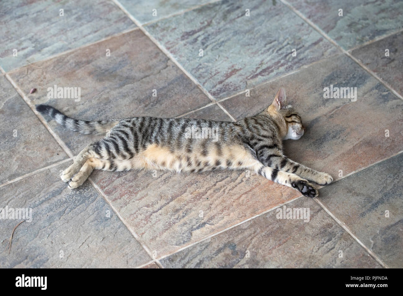 Domestic Cat (Felix catus Stock Photo - Alamy