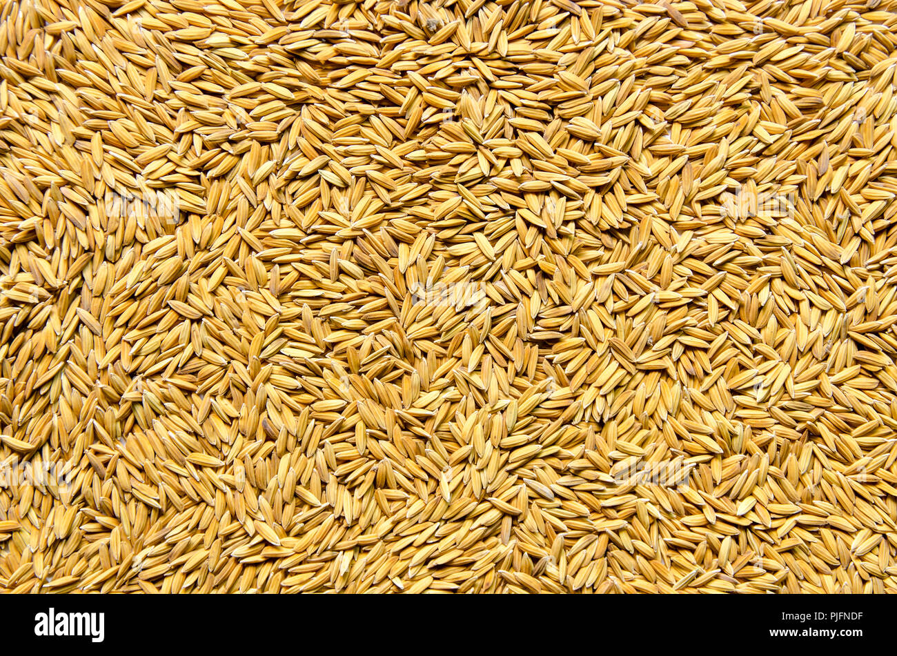 Paddy seed hi-res stock photography and images - Alamy