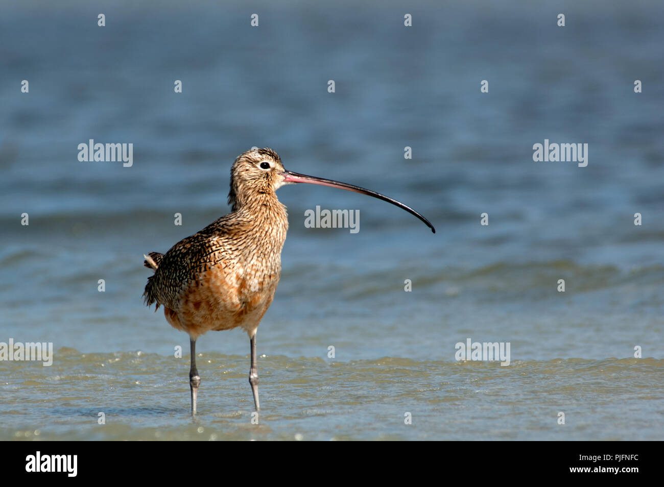 Endangered florida wading bird hi-res stock photography and images - Alamy