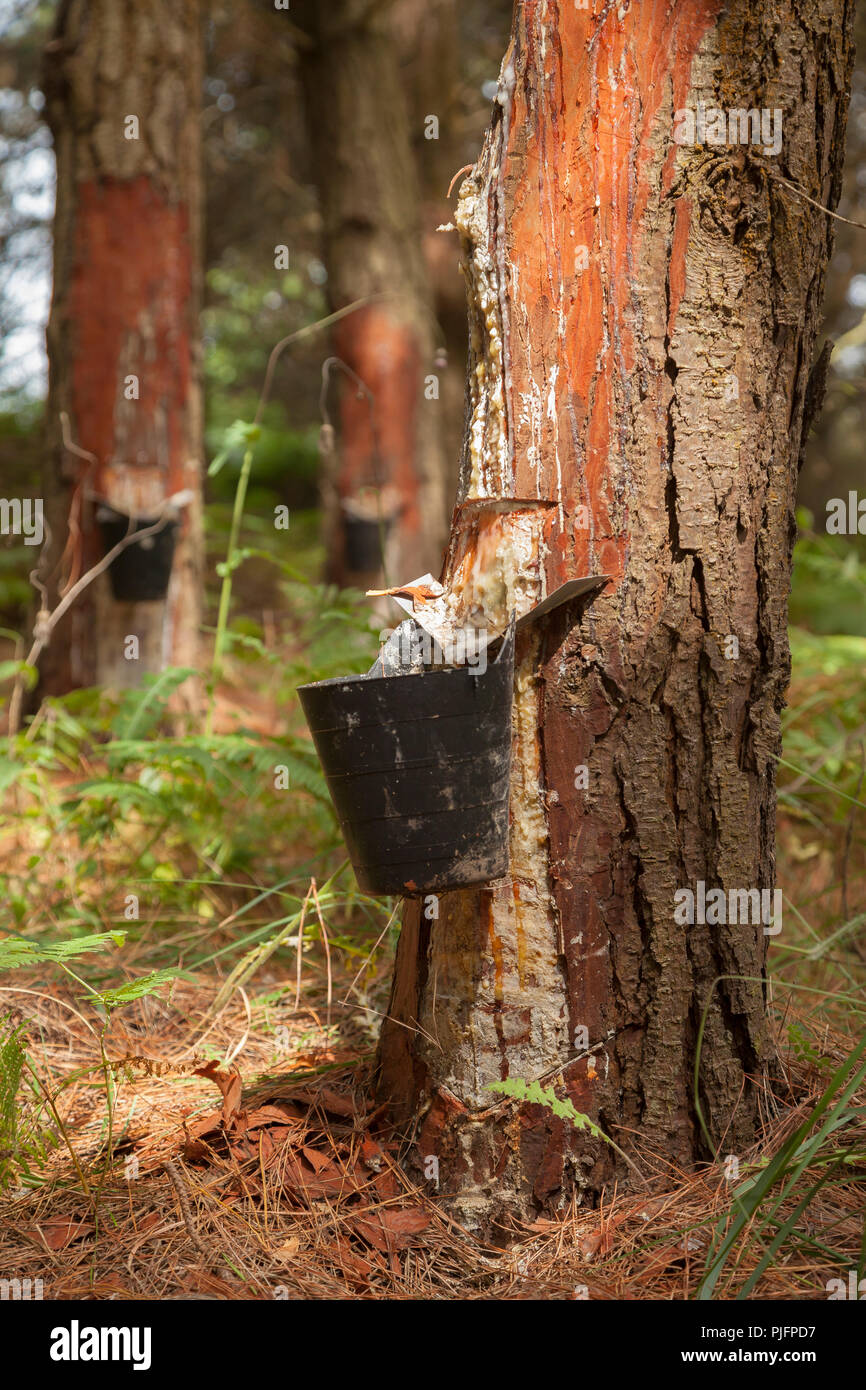 Timber Extraction High Resolution Stock Photography and Images - Alamy