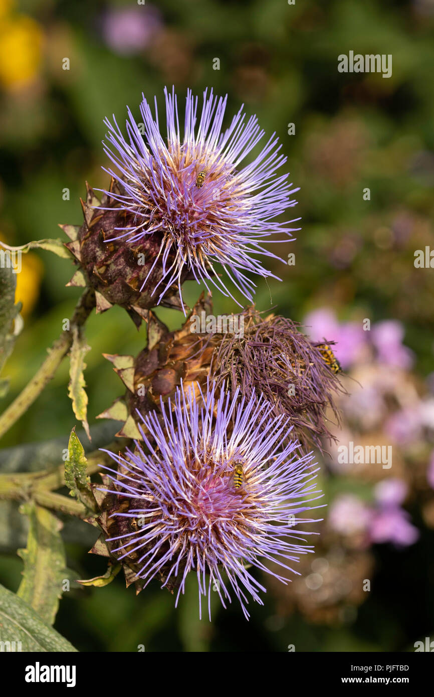 Ornamental artichokes hi-res stock photography and images - Alamy