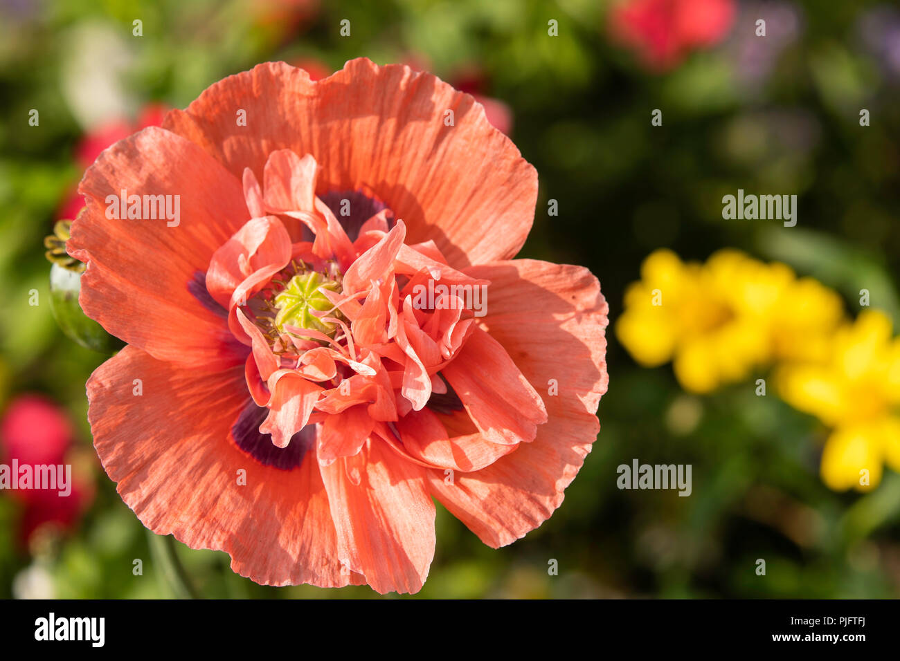 Pale Pink Opium Poppy, Harrogate, North Yorkshire, England, UK Stock ...