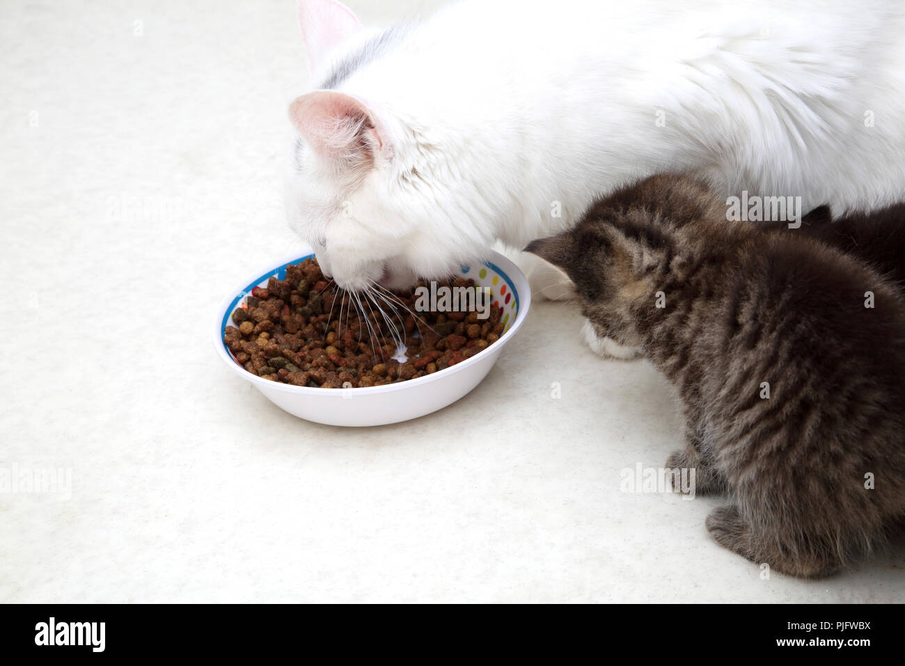 Tabby mother cat and kitten hi-res stock photography and images - Alamy