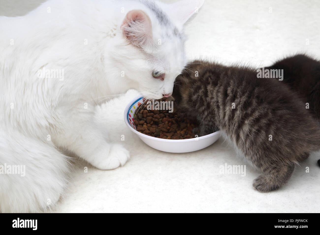 Turkish Angora Mother Cat with Kittens Eating Dried Food from a Bowl ...