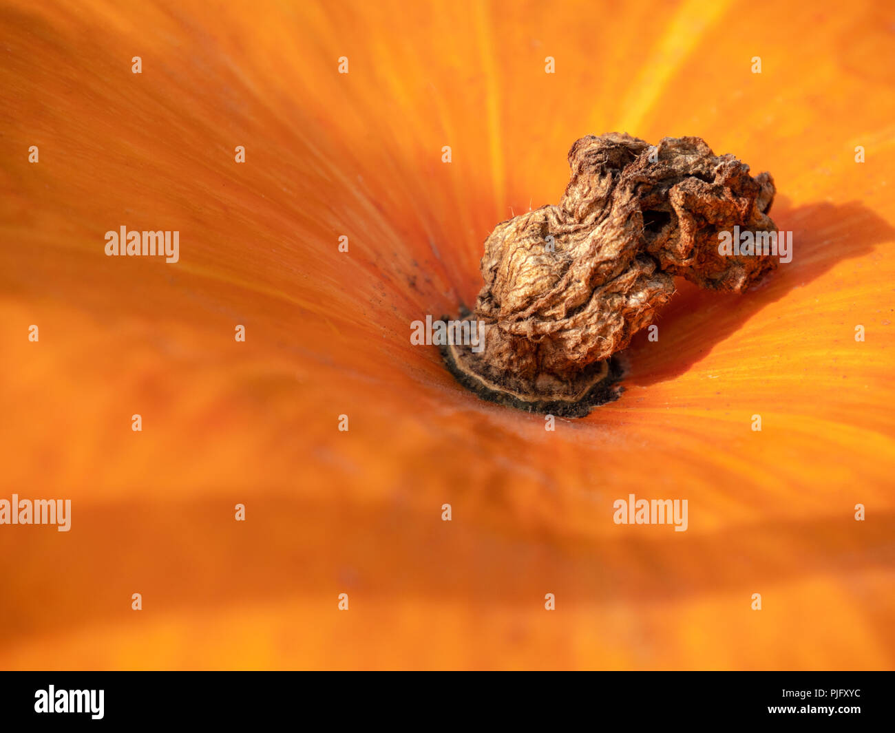 Pumpkin background hi-res stock photography and images - Alamy