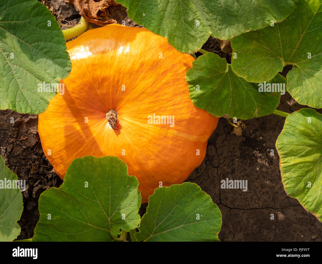Growing pumpkins hi-res stock photography and images - Alamy